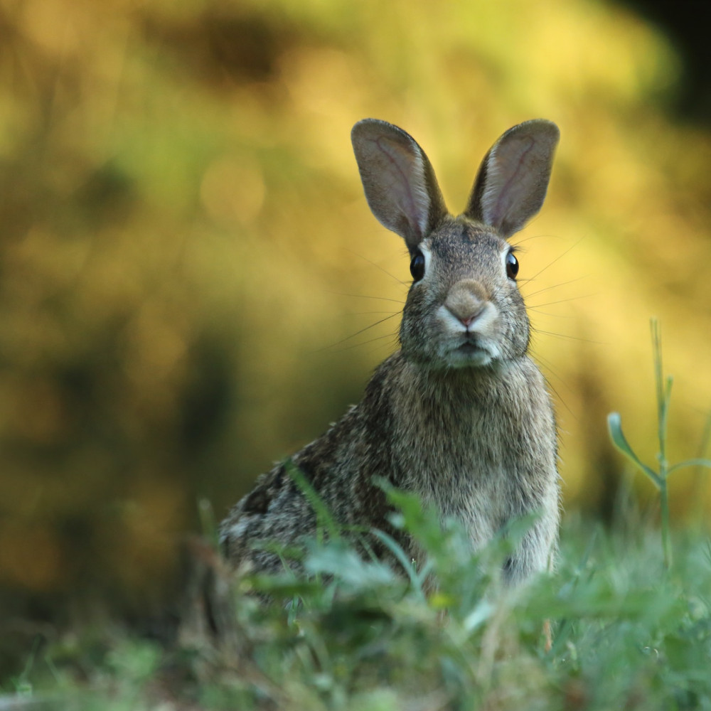 Rabbit in the Headlights: Dealing with 'Those' Questions - Speak - UCCF ...